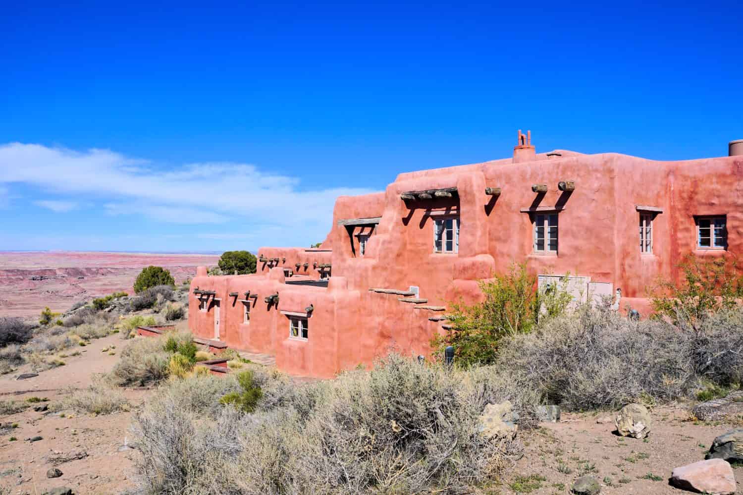 Meet the Animals Living in Petrified Forest National Park