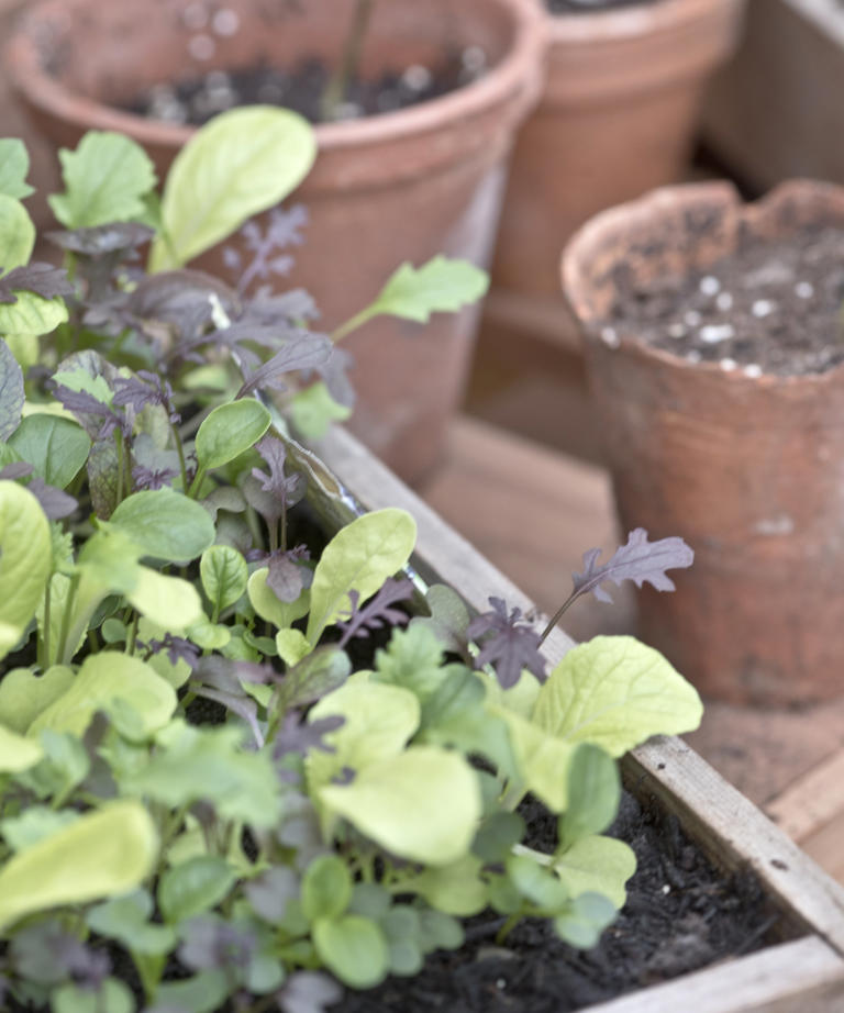 An expert gardener reveals his essential steps to successful early ...