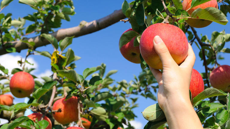 This Fruit Tree Loves Tiny Yards And Delivers Huge Rewards
