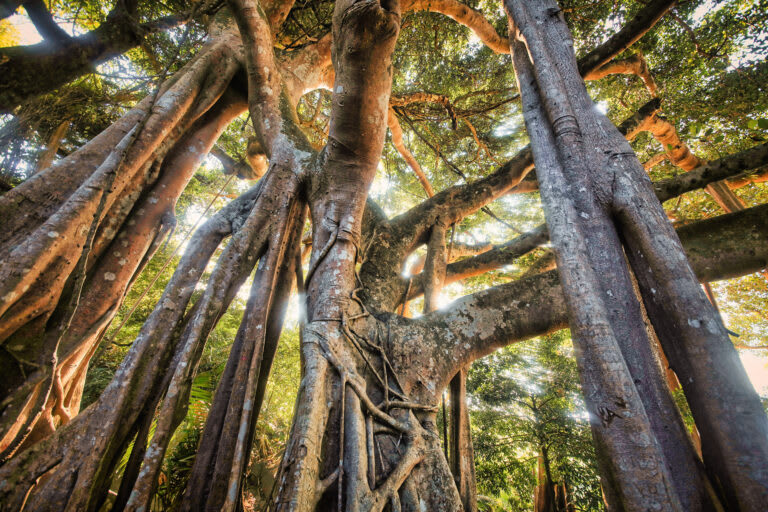 The forest’s future tense: What might lie ahead for the tropics ...