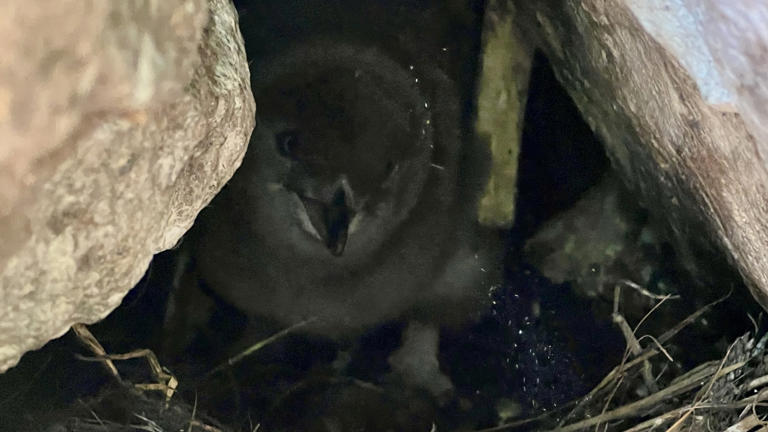 Granite Island's little penguin population climbs despite SA's algal bloom