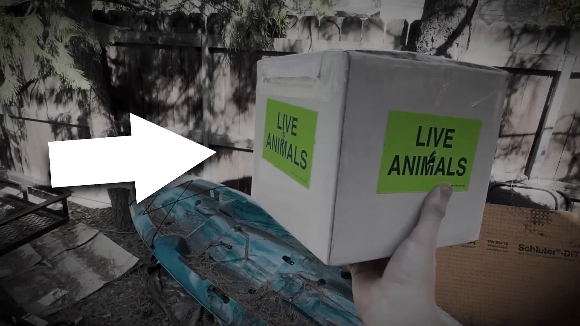 What happens when I keep an alien as a pet?