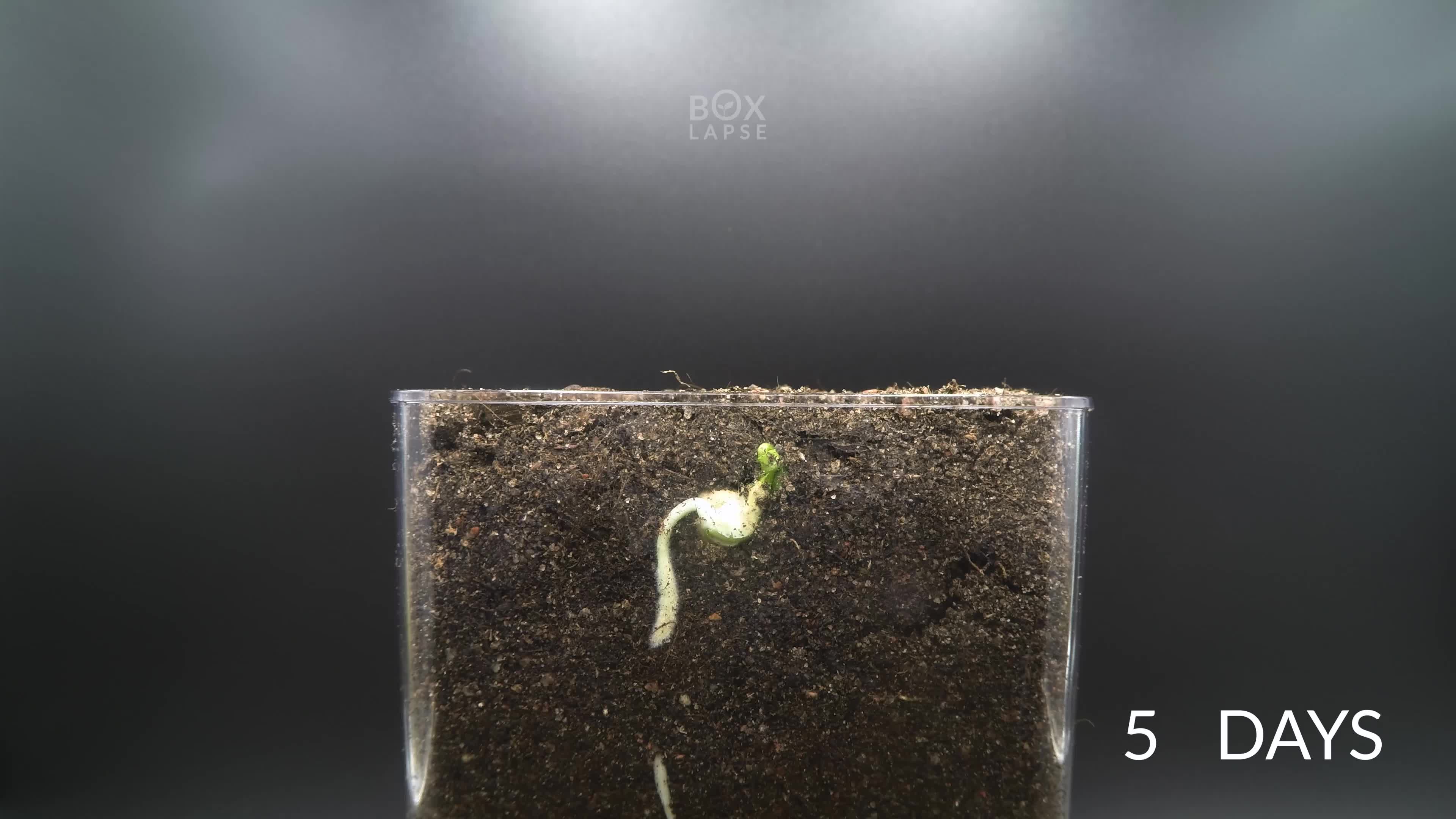 Time-lapse of pea plants growing