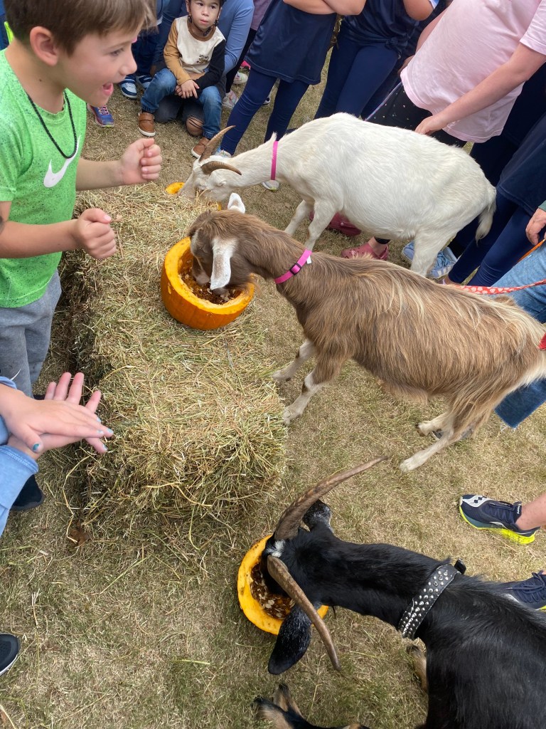 Paddy wins Dunwoody’s first goat pumpkin-eating contest
