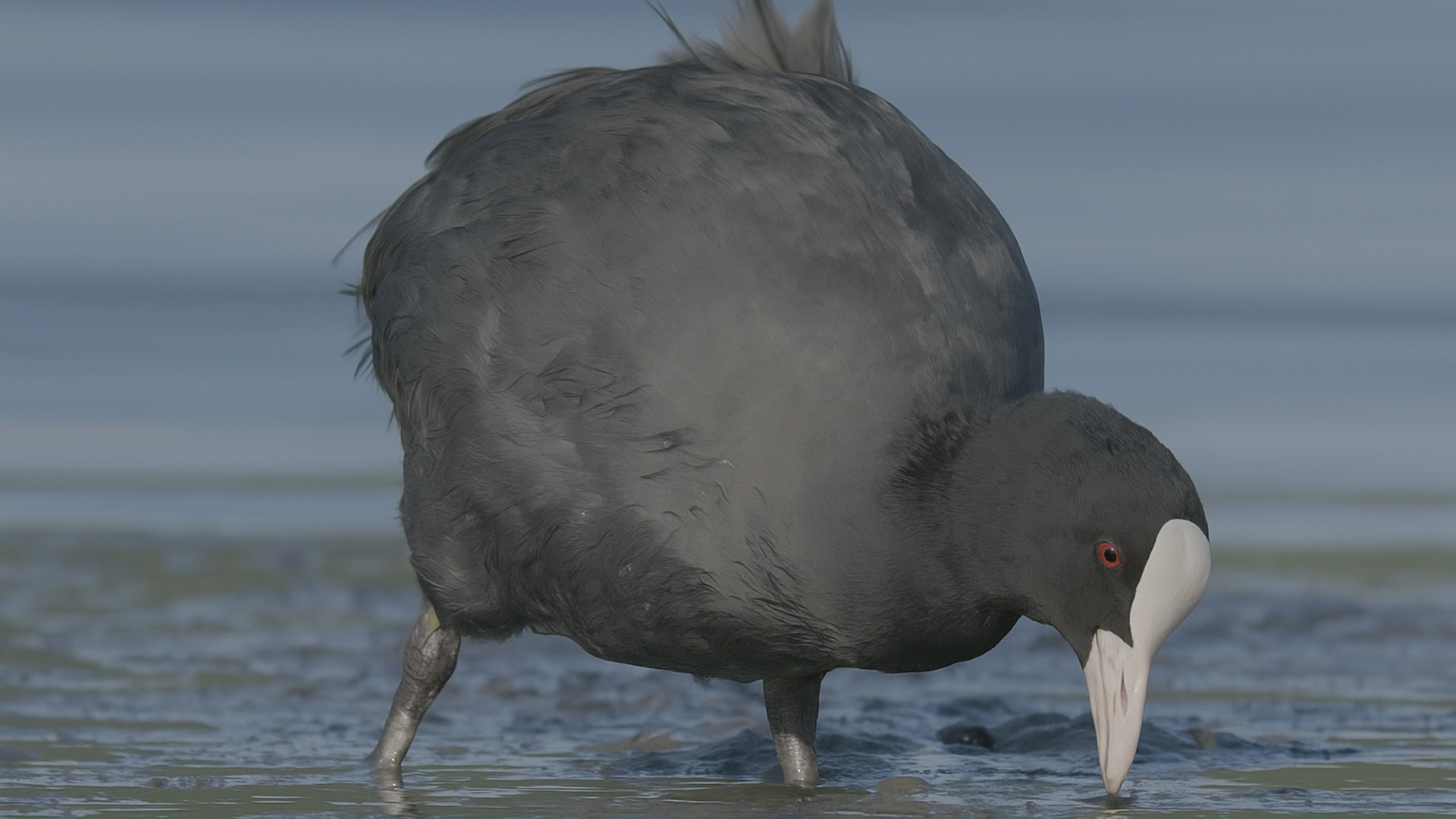 A Closer Look at the Eurasian Coot in Its Natural Habitat