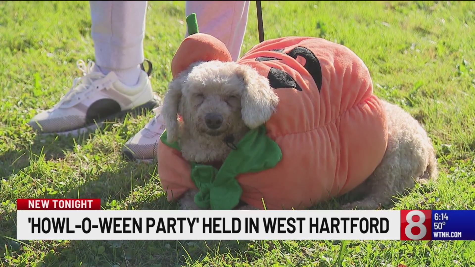 West Hartford Dog Park Coalition hosts a 'Howl-O-Ween Costume Pawty'