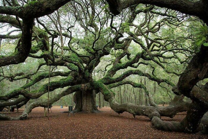 In This Online Group, People Share Examples Of Botanical Wonders And It ...