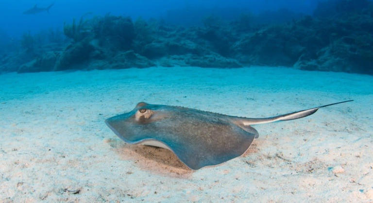 Skate Fish vs. Stingray: 4 Key Differences Explained