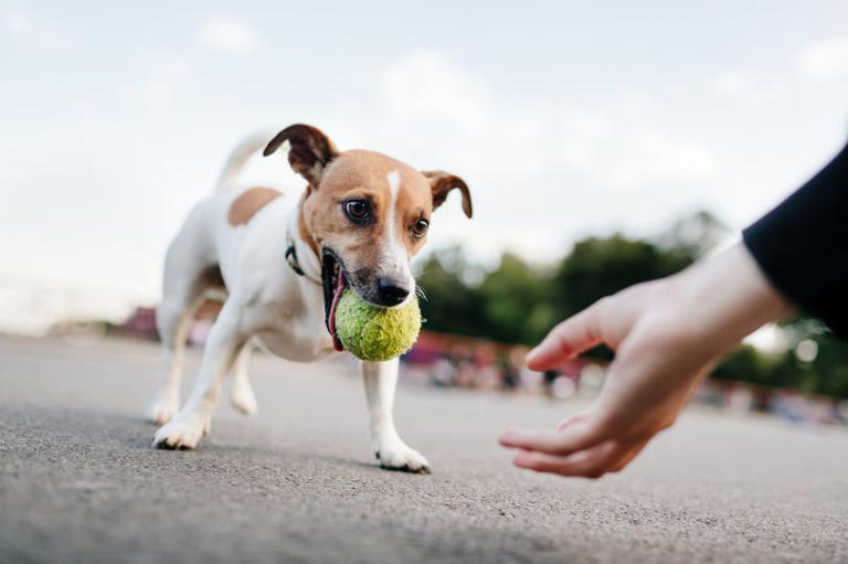 10 worst dog breeds to own if you also have cats