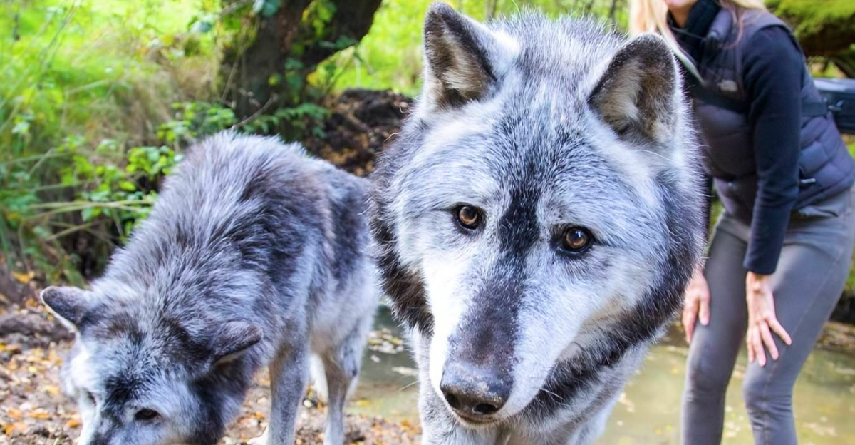 The 10 Rarest Wolf Species in The World