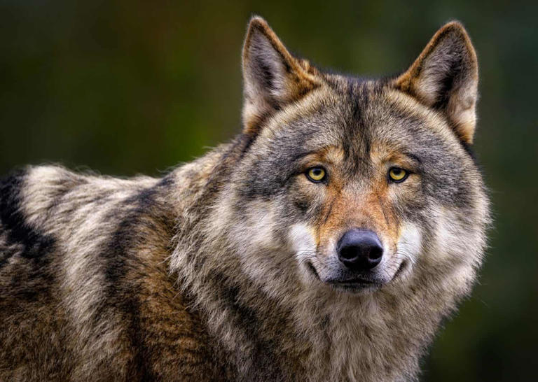 A wild gray wolf just entered Los Angeles County for the first time in ...