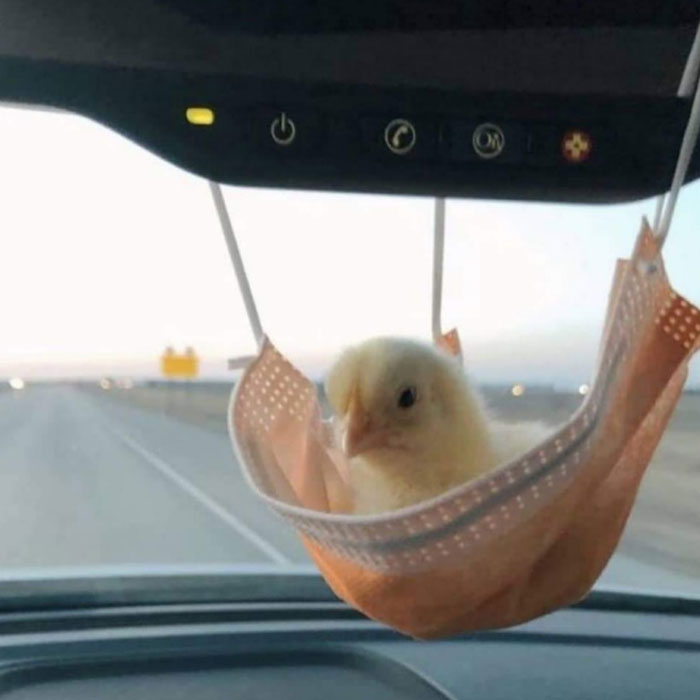 50 “Important Animal Images” To Put A Smile On Your Face (New Pics)