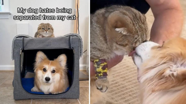 This Corgi Is Obsessed With Her Cat Sibling & It’s the Sweetest ...