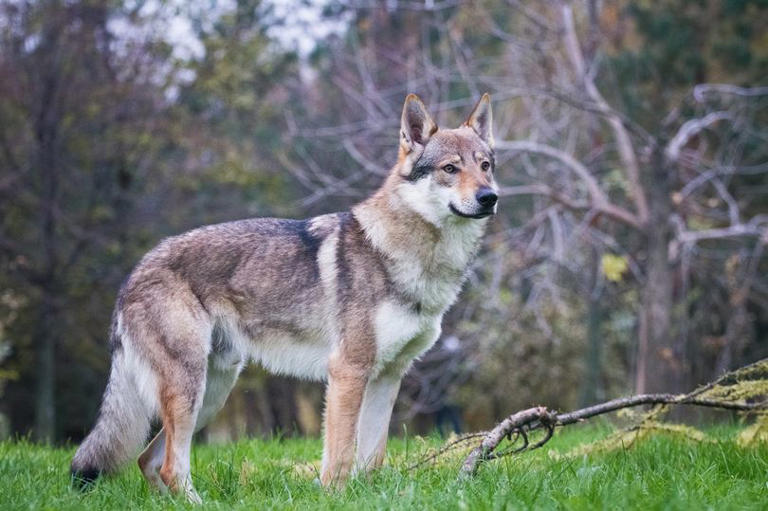 10 worst dog breeds to own if you also have cats