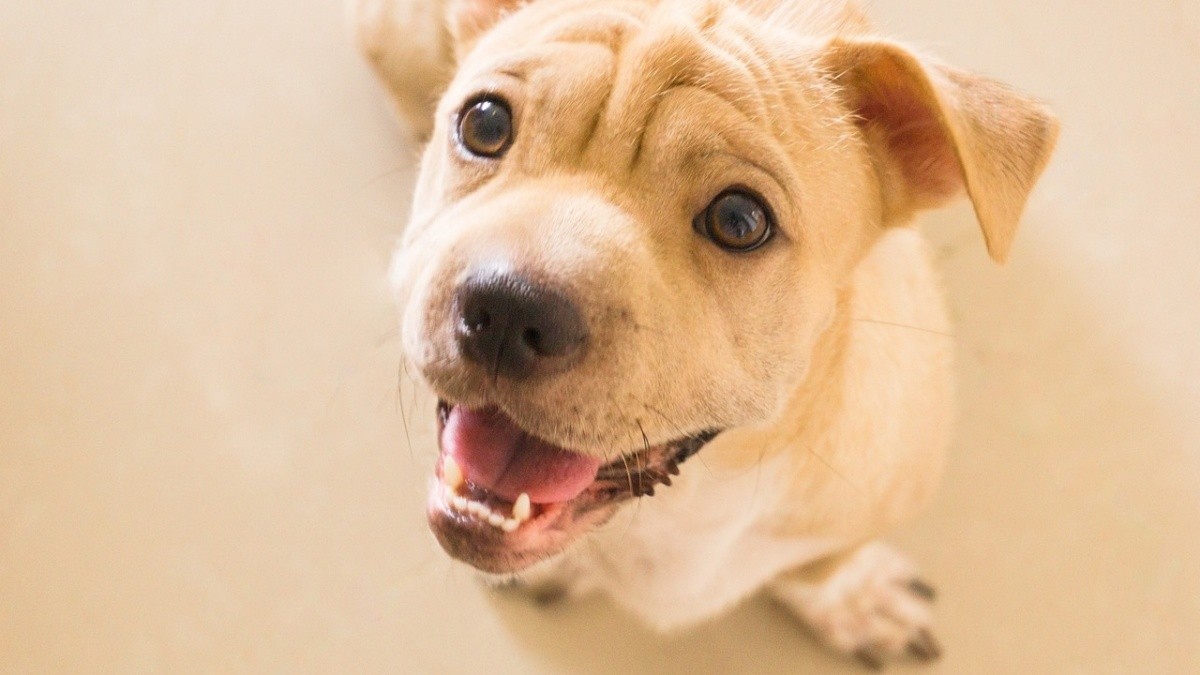 10 signs that show your dog loves you immensely, according to ethologists