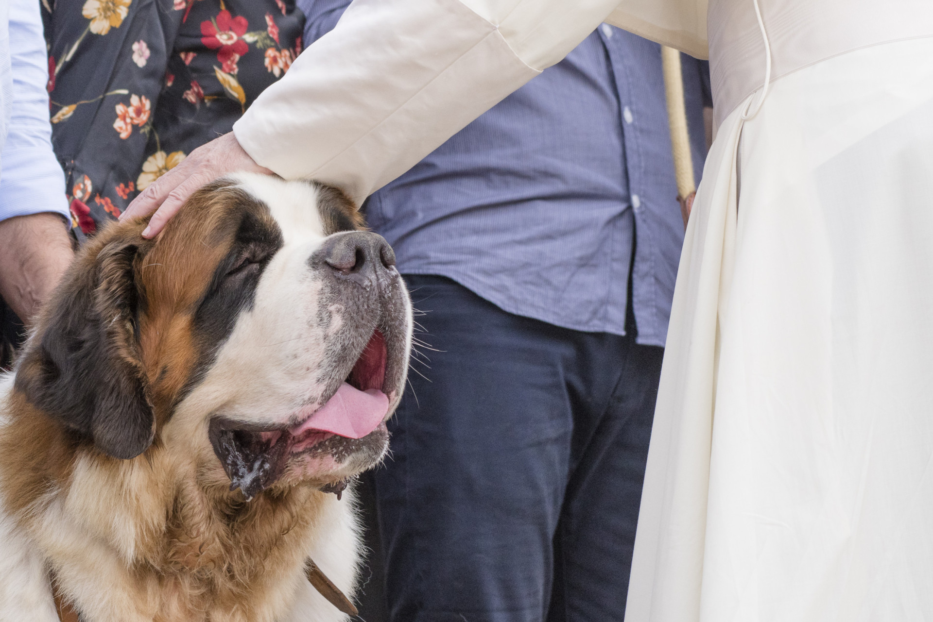 Saint Bernards: from Alpine heroes to beloved family giants