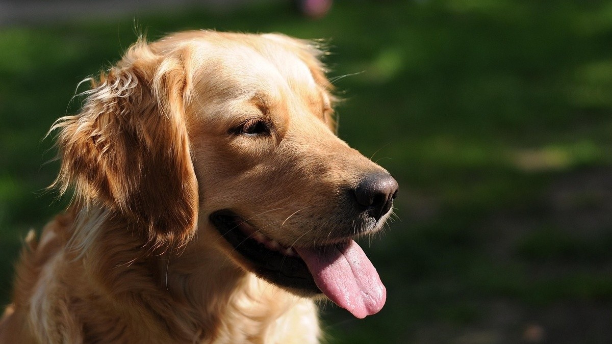 10 secret messages your dog wants you to remember after its death