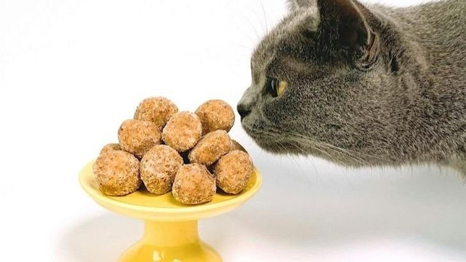 Which animal foods are also good for humans - you may be surprised by ...