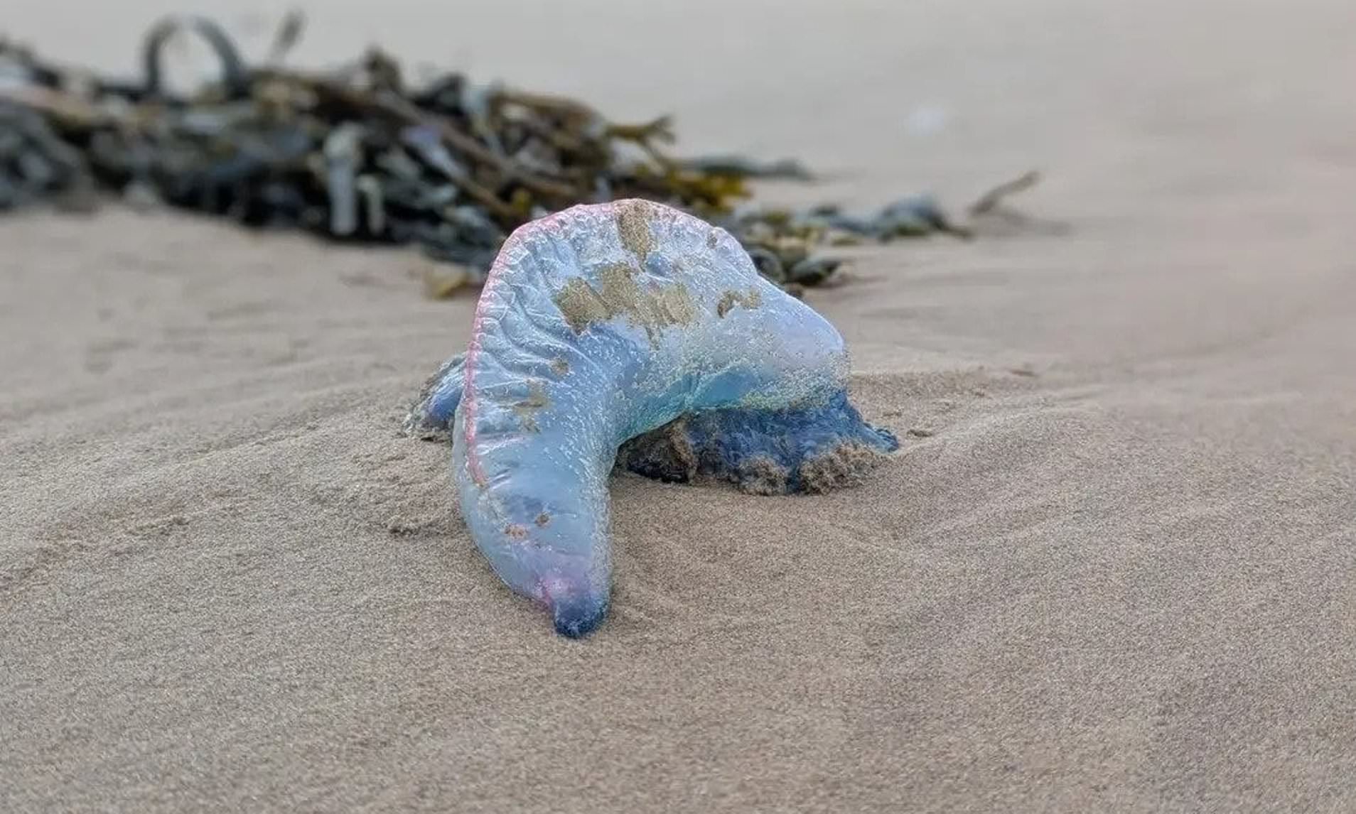 Urgent warning after deadly Portuguese man o'war wash up on UK beach