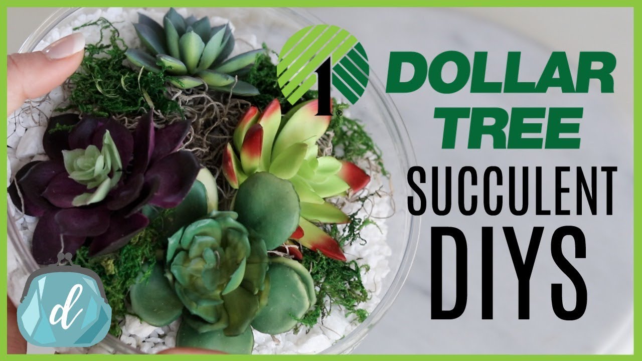 Dollar Tree Crate & Barrel DIY dupes 💚 succulent terrariums and bowls