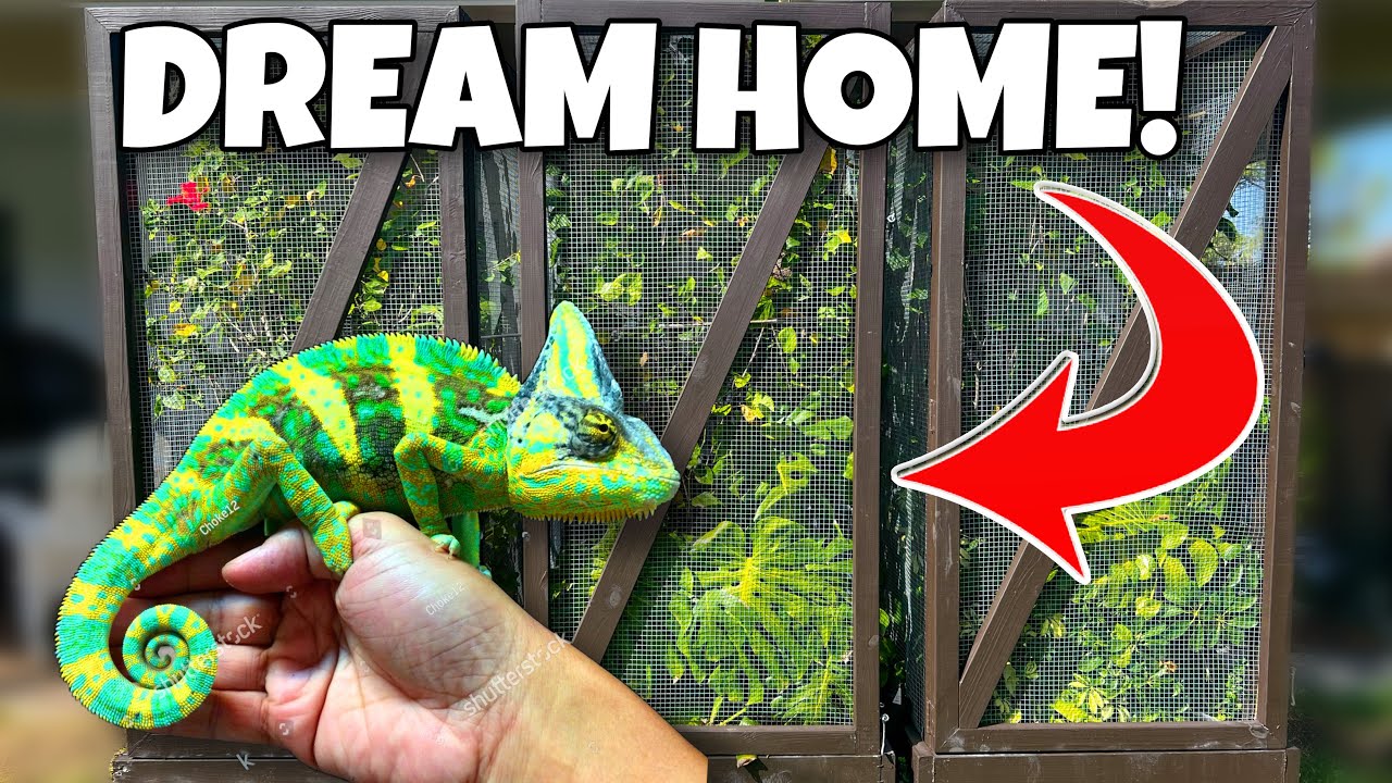 Exotic chameleon gets his dream home!