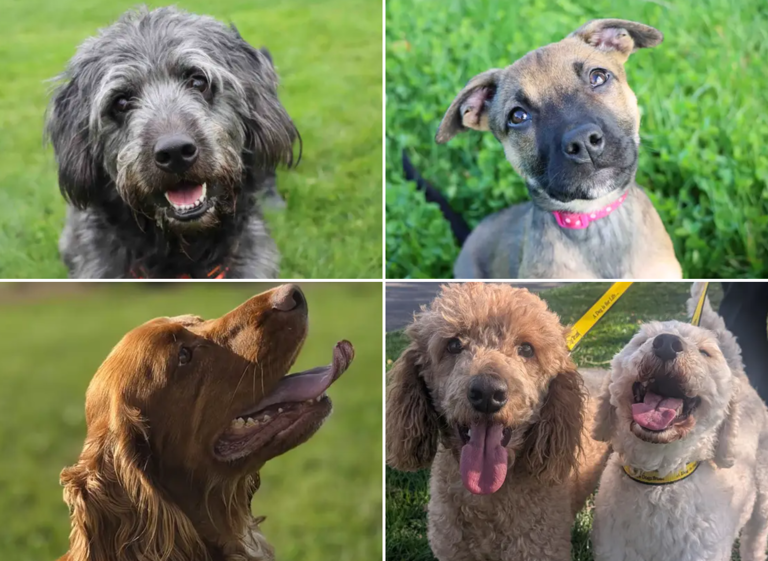 15 adorable dogs and puppies at the Dogs Trust looking for homes in the ...