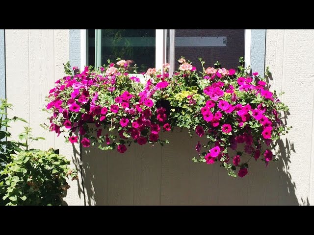 Step-by-step guide to planting a window box