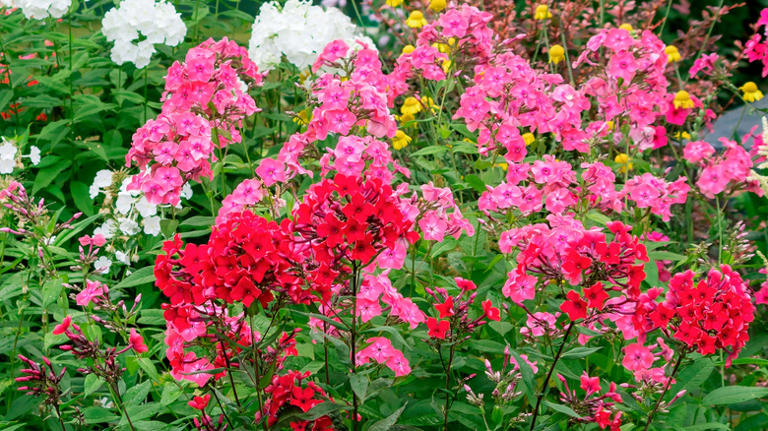 Create A Low-Maintenance Flower Garden With 15 Perennials You'll Love