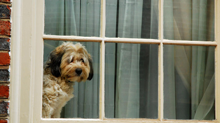 What Your Dog Feels When You Leave Home According To Experts