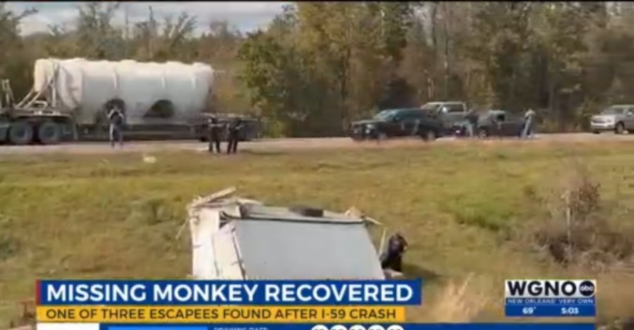 Escaped monkey found in Mississippi