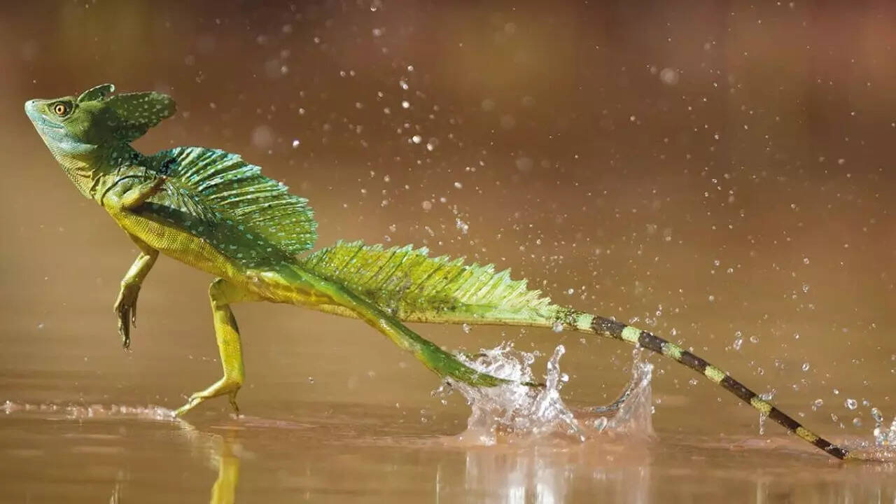 Meet the basilisk lizard that walks on water: The secret behind how it ...