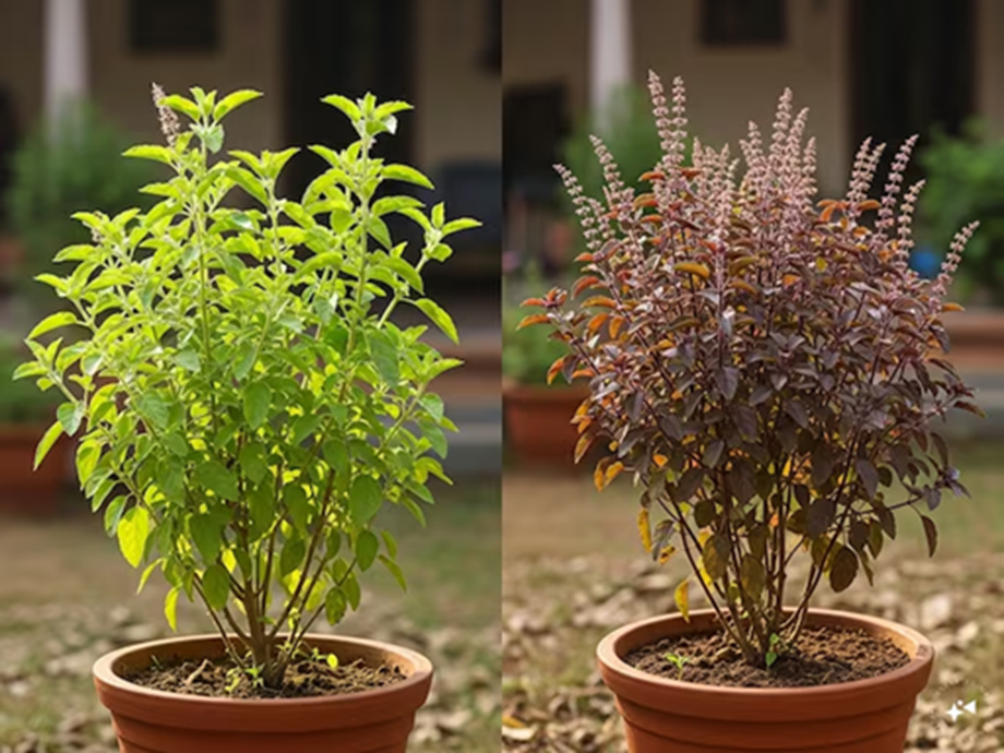 Rama Tulsi vs. Shyama Tulsi: Which Tulsi plant should you plant at home ...