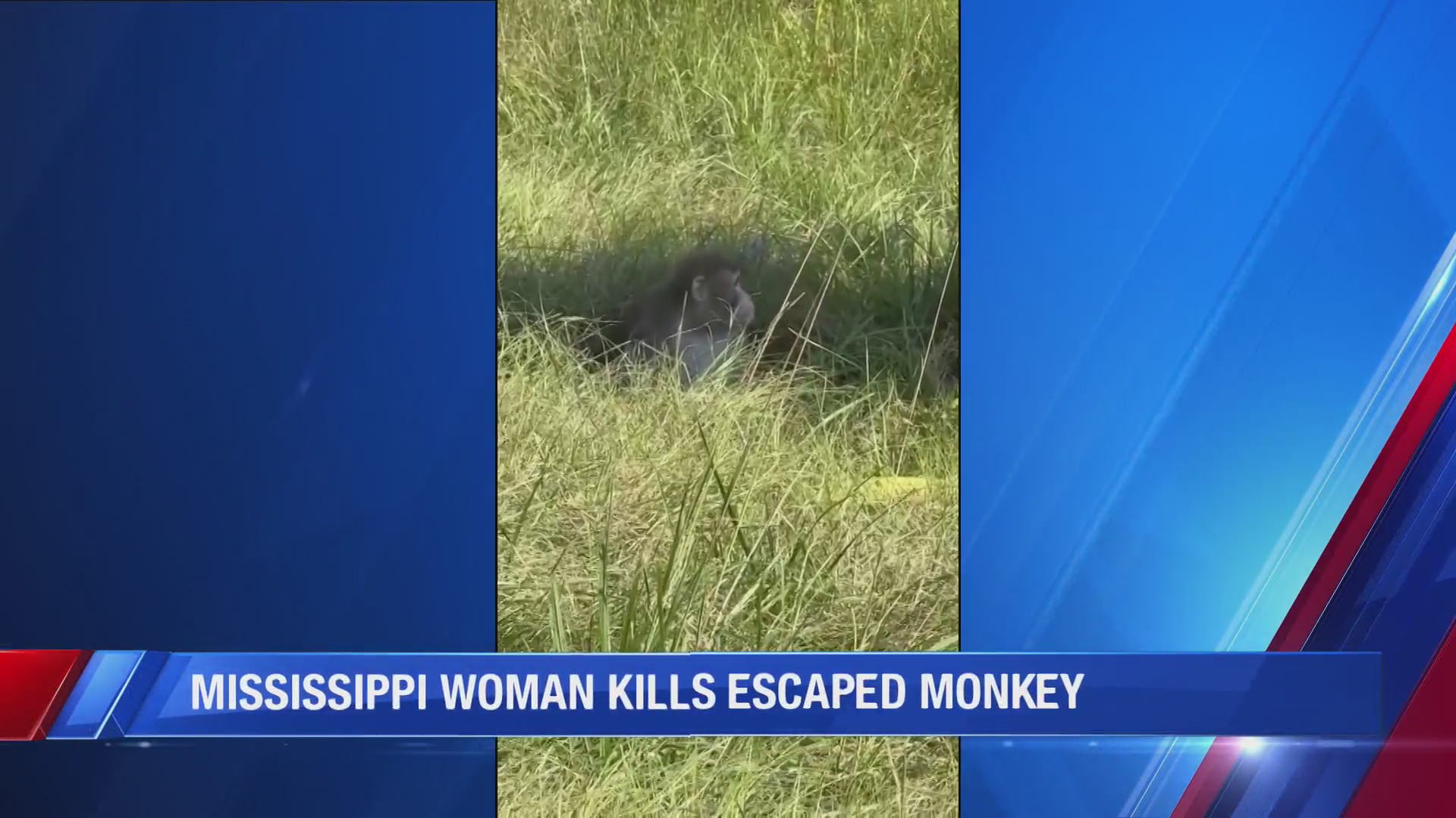 Mississippi woman kills escaped monkey fearing for her children’s safety