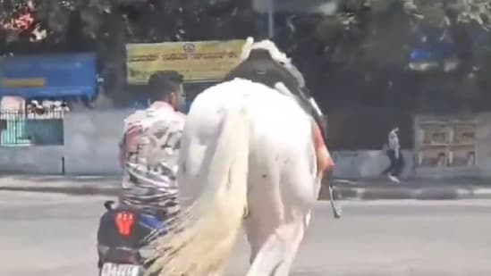 Biker in Bengaluru ties horse to scooter, pulls it through busy road. Watch