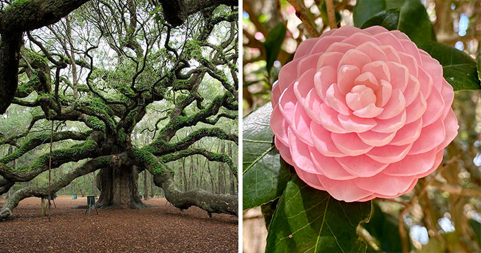In This Online Group, People Share Examples Of Botanical Wonders And It ...
