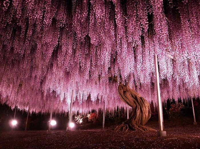 In This Online Group, People Share Examples Of Botanical Wonders And It ...