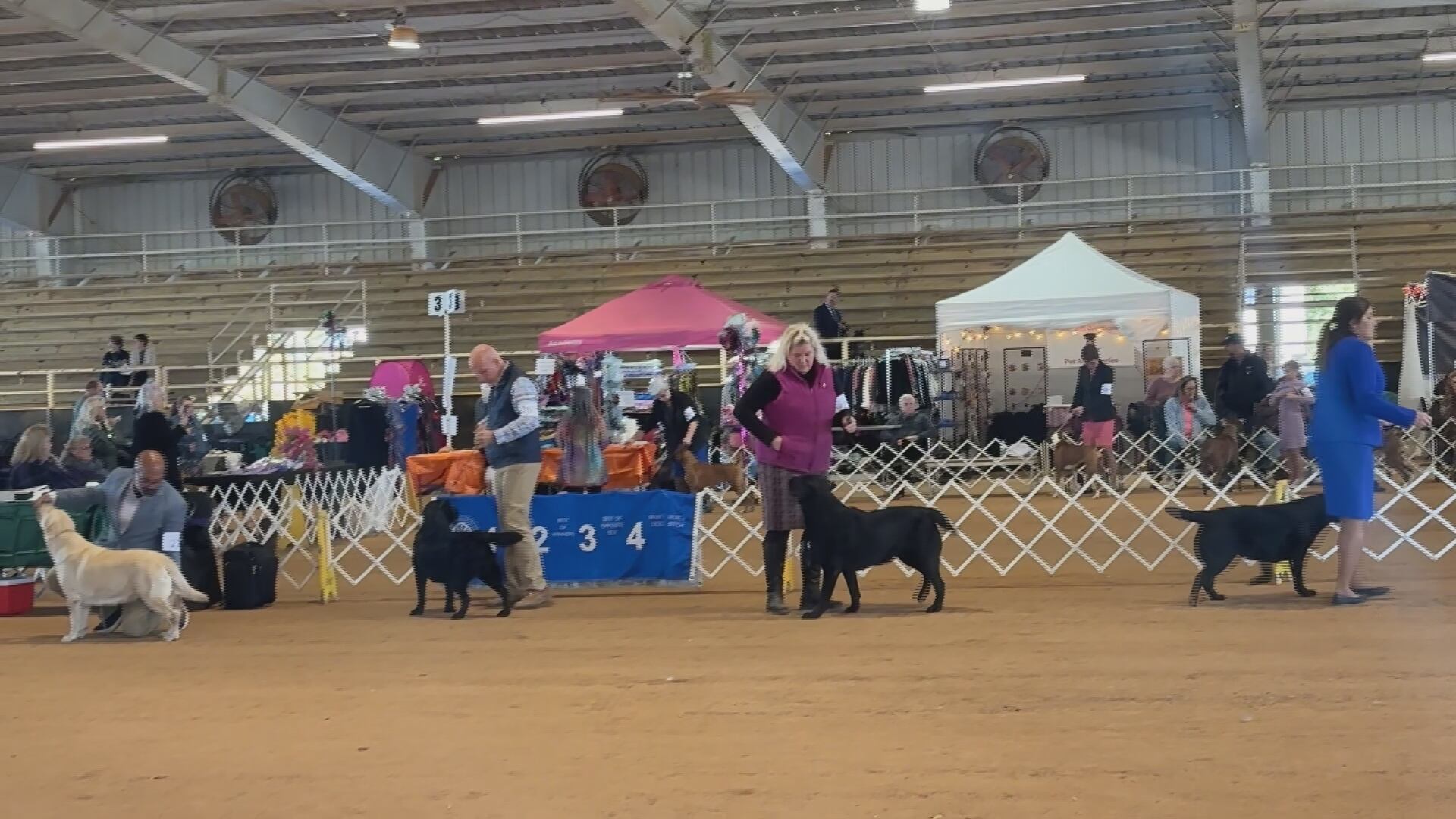 More than 2,300 dogs compete at Mississippi Gulf Coast Mardi Paw ...