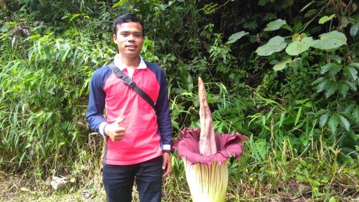 Bunga Bangkai di Jatinegara Sempat Dikira Pohon Pisang Tapi Berbau Busuk