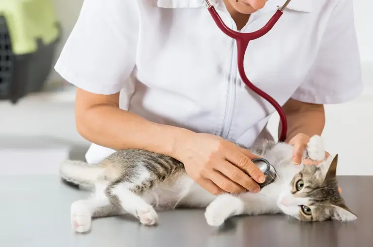 Remedios caseros para la tos en gatos: causas, cuidados y prevención