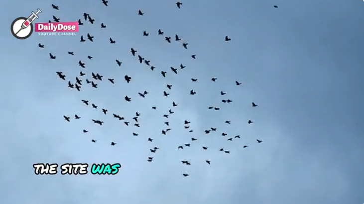 Birds Attack Plane Mid-Flight – Passengers Arrested for a Shocking Reason