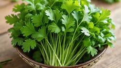 Susah Haid? dr Zaidul Akbar Sarankan Ramuan Ketumbar, Jahe, dan Kunyit