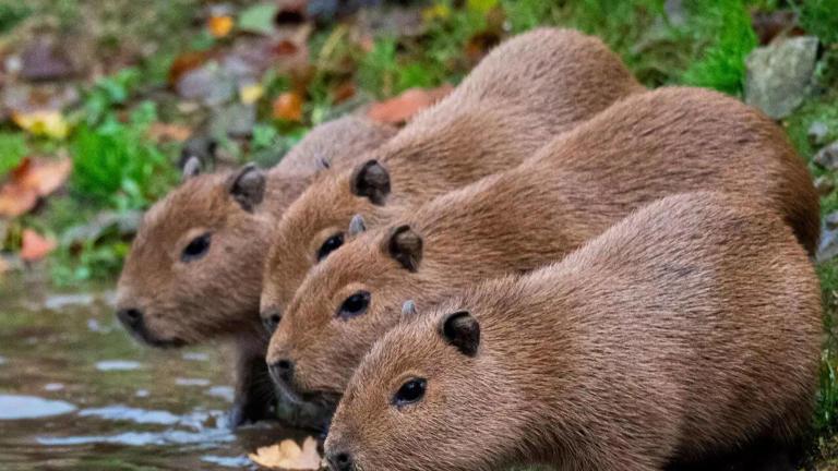 Why capybaras are known as the friendliest and calmest animals on Earth