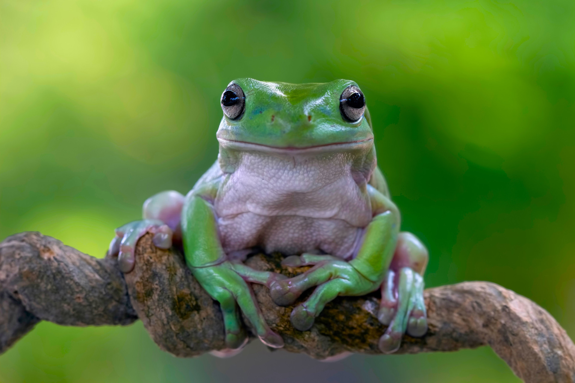 Animals in Australia that won't kill you