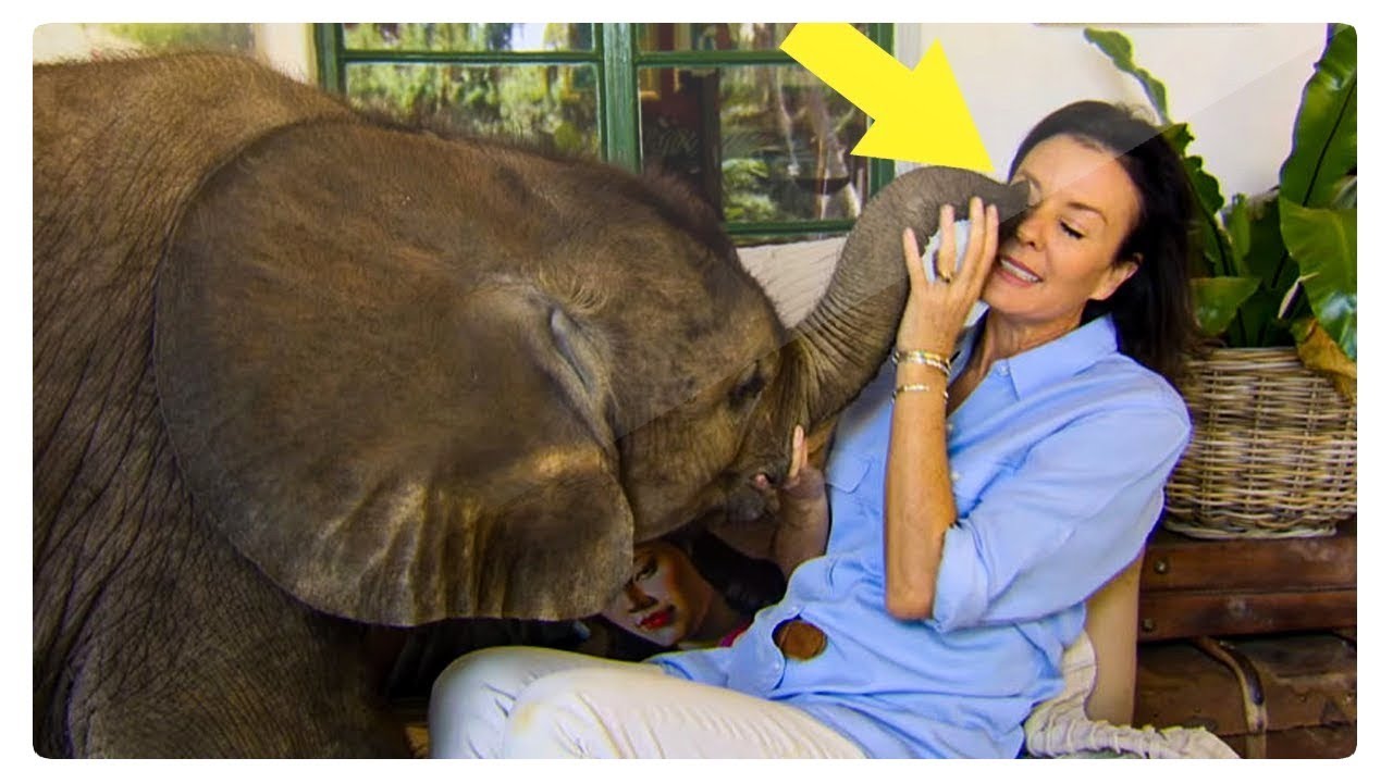 Baby Elephant Refuses to Leave the Woman Who Saved Him