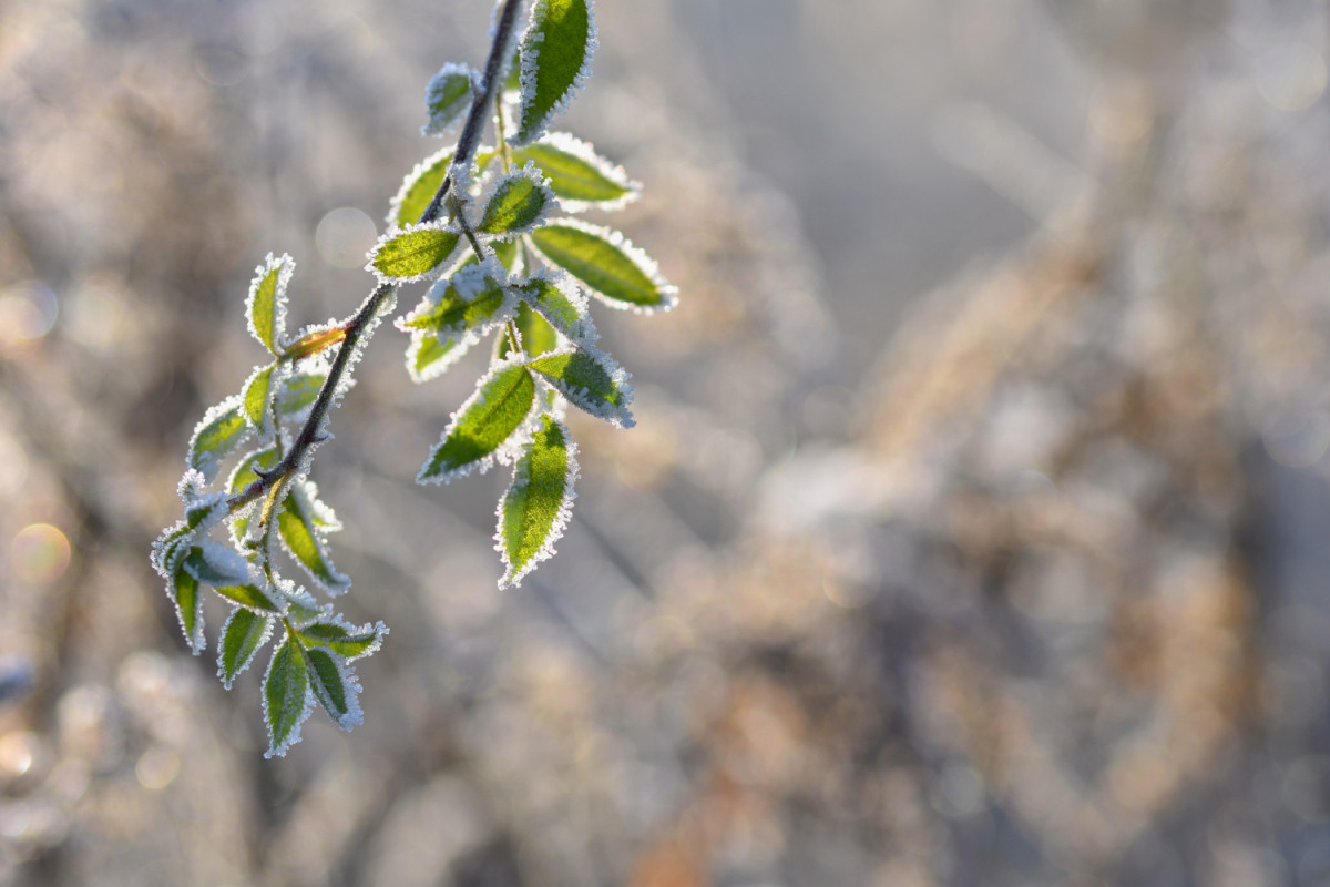 Météo PACA : vers une semaine de grands écarts thermiques, du gel aux ...