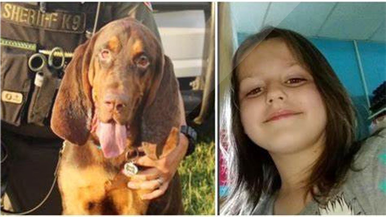 Hero K9 Bloodhound Tracks Down Abducted 6-Year-Old Girl Using ...