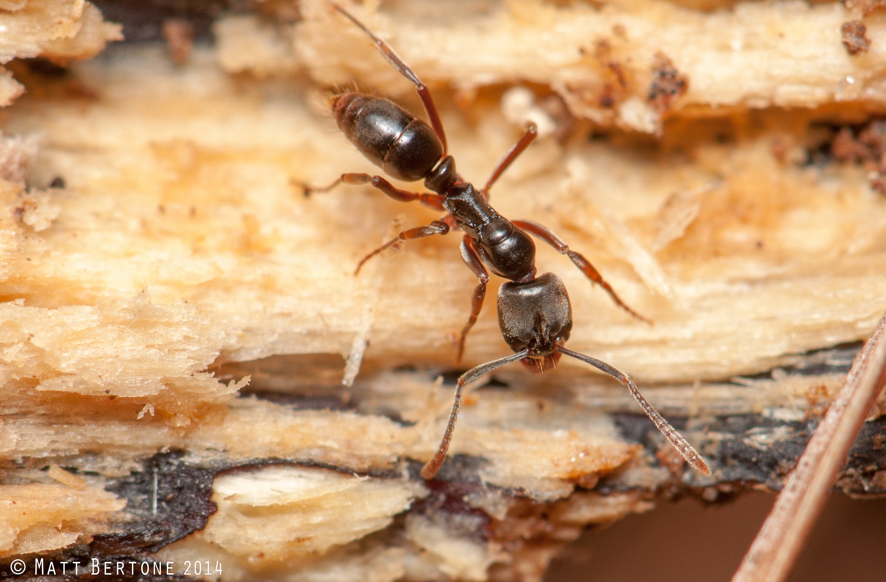 Venomous Asian needle ant is in Georgia. Its sting can be dangerous