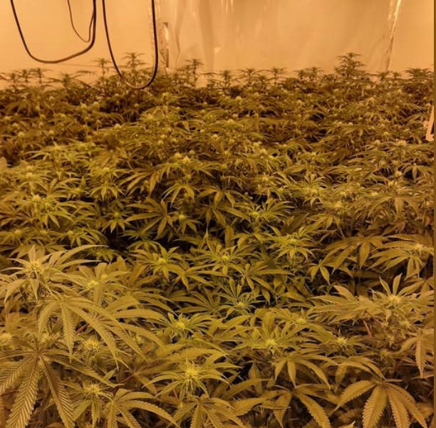 Man named and charged after 200 cannabis plants found at Southsea address