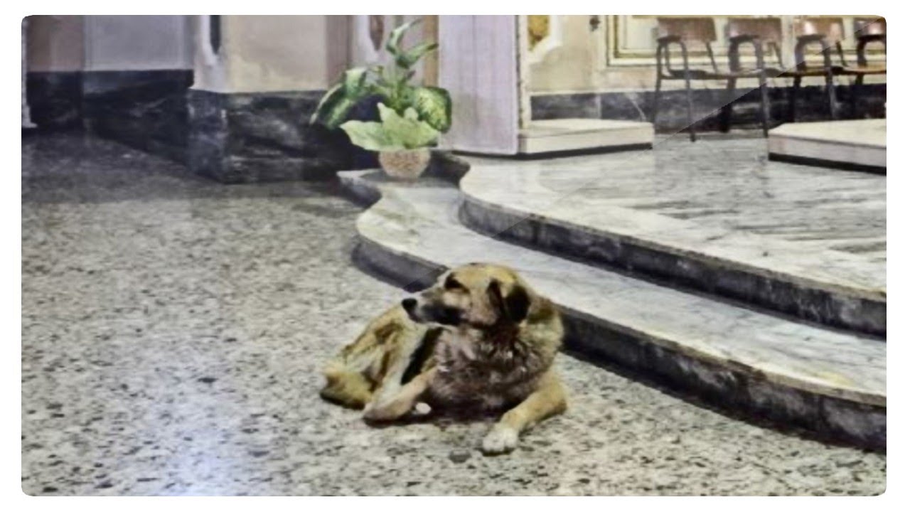 Dog Refuses to Leave Church Until Pastor Follows Him Home to a Shocking ...