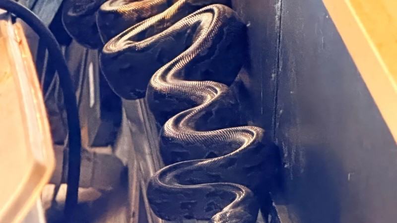 Kruger National Park café staff shocked by python spotted behind coffee ...
